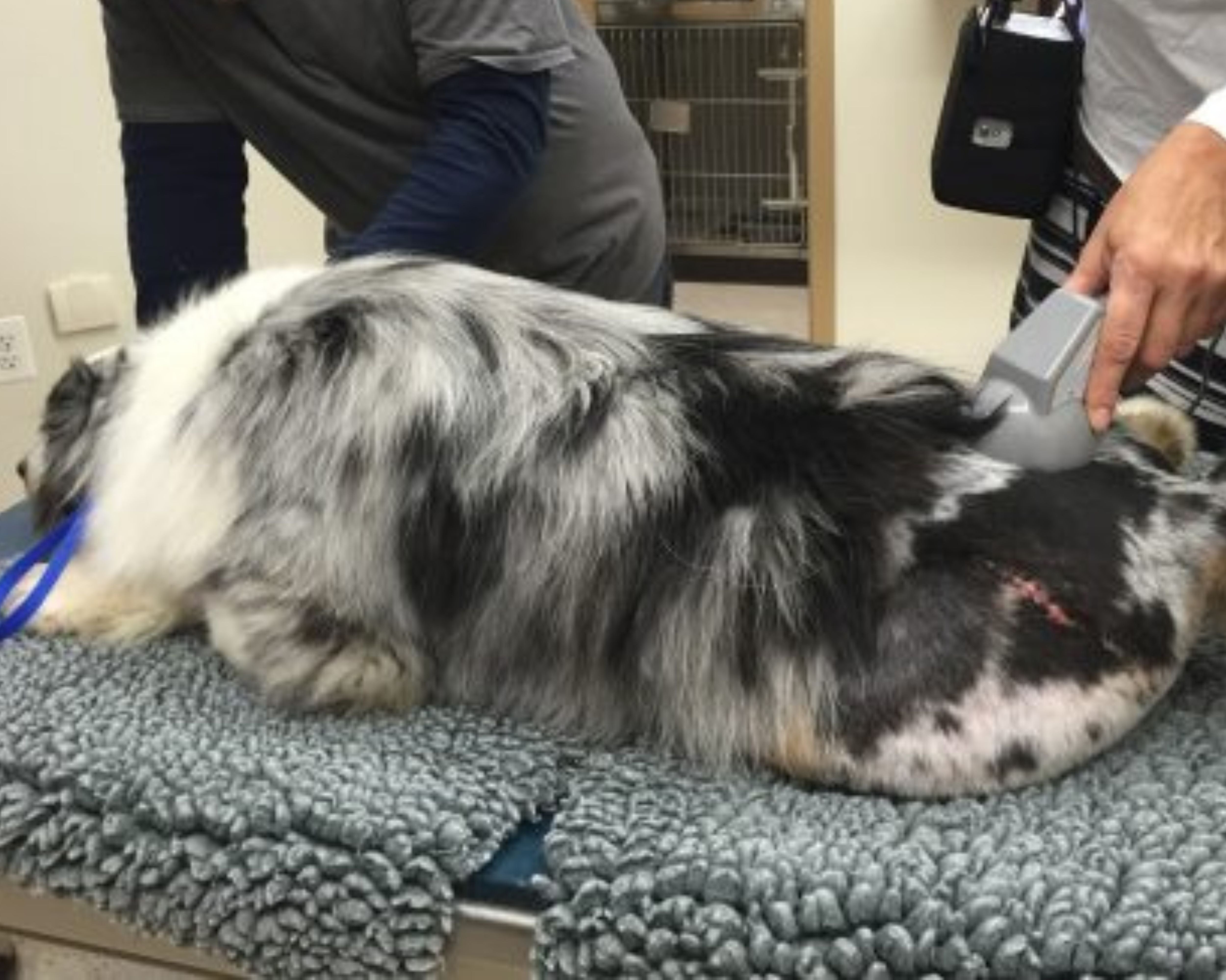 Laser Therapy — A Must-Have in Every Vet’s Toolbox – Respond Systems