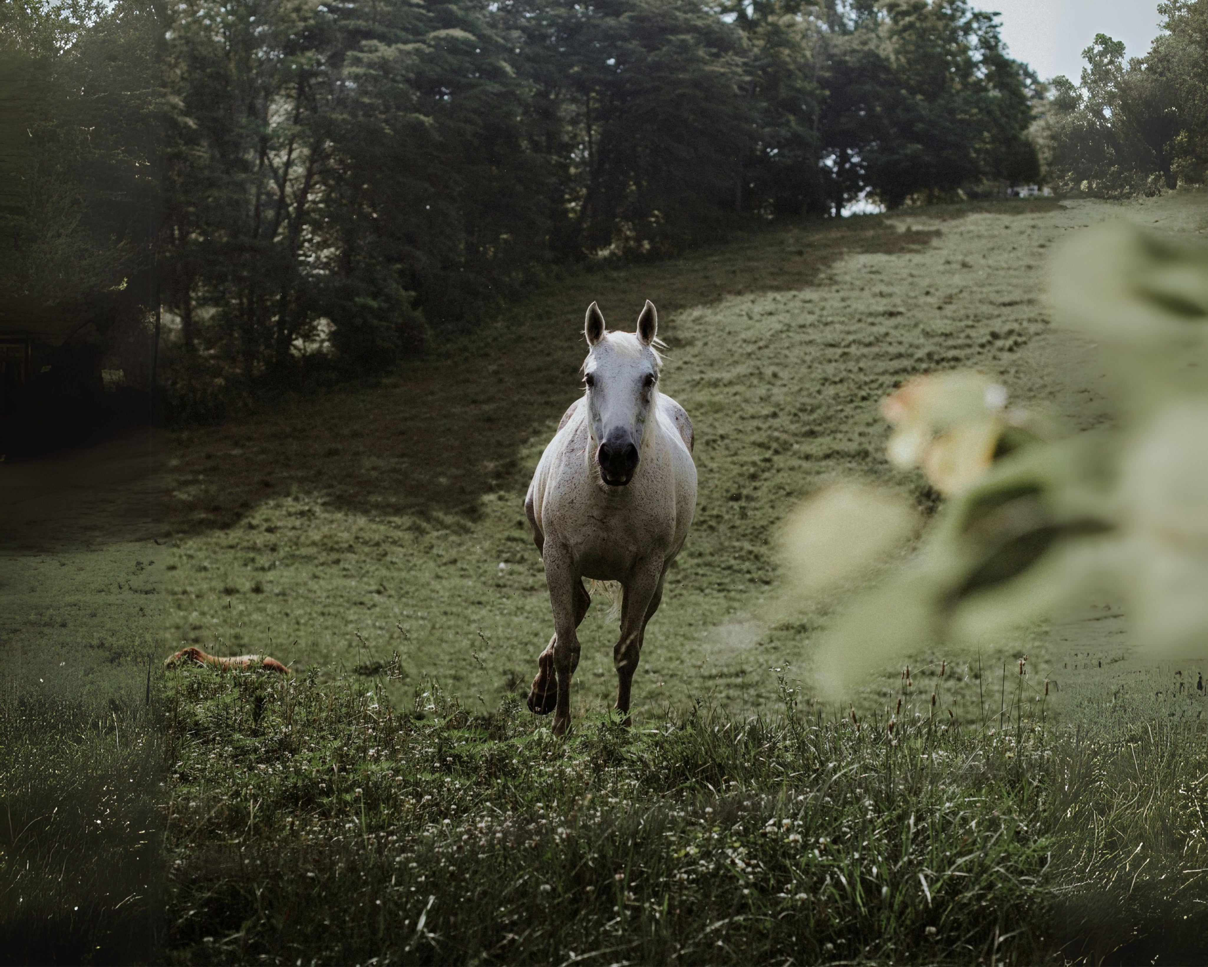 Rehabilitation for Peroneous Tertius Rupture – Respond Animal Therapeutics