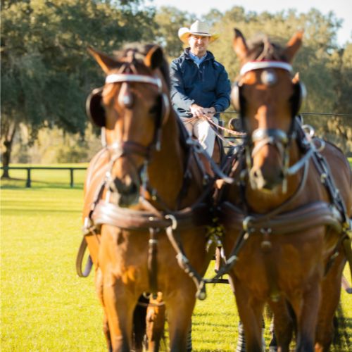 Bio-Pulse™ Sentry PEMF Blanket Magnetic Therapy System for Horses ...