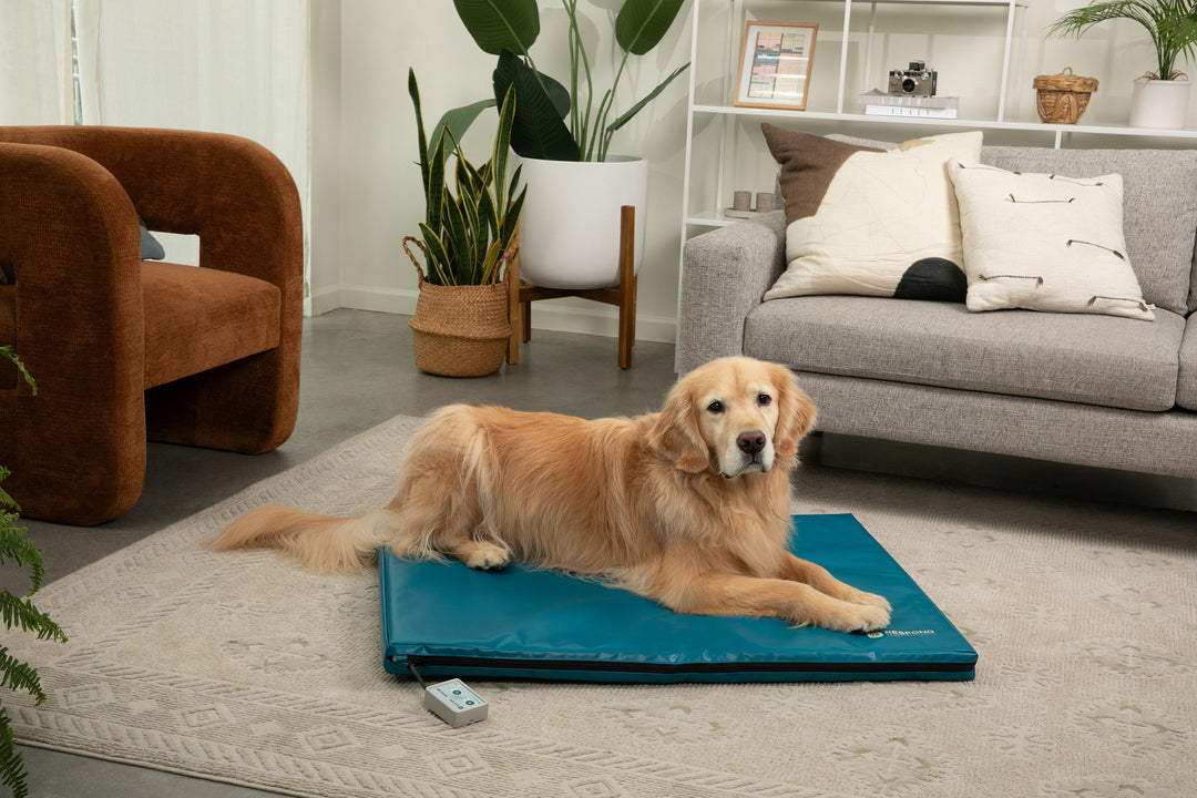 Maxi-Pulse PEMF Dog Bed Therapy System - Vinyl – Respond Systems