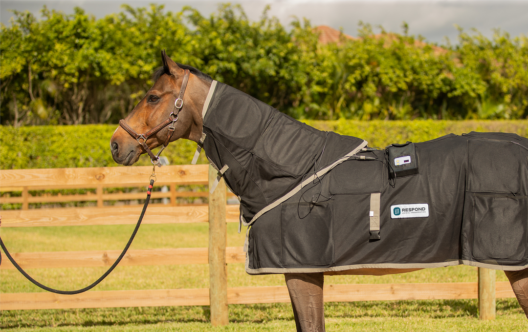 Horse PEMF – Respond Animal Therapeutics