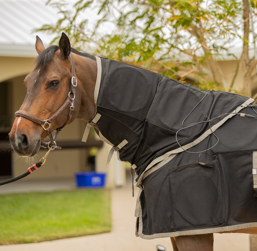 Equine PEMF Neck Wrap – Respond Systems